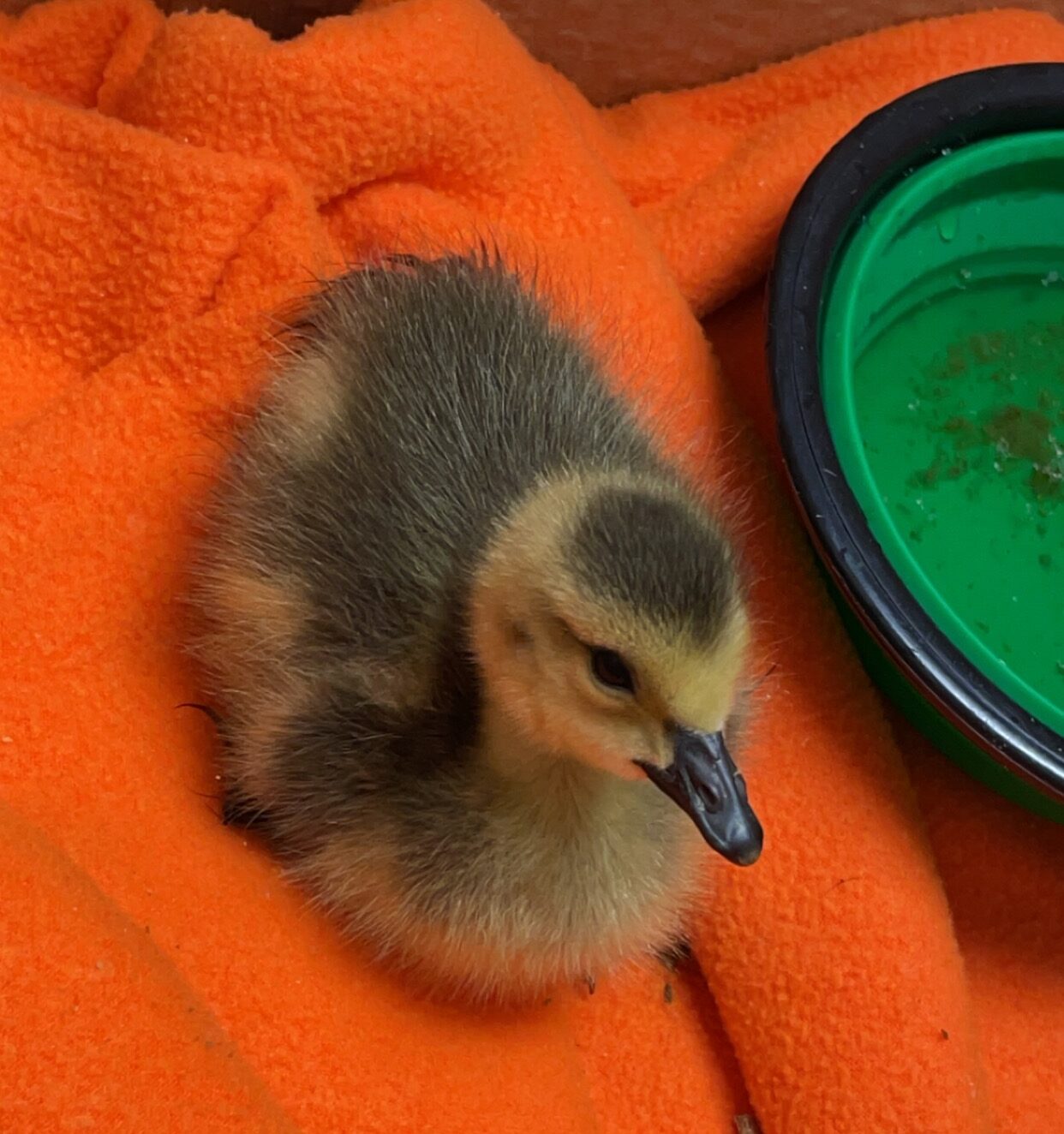 Photo Gallery | Animal Emergency Center